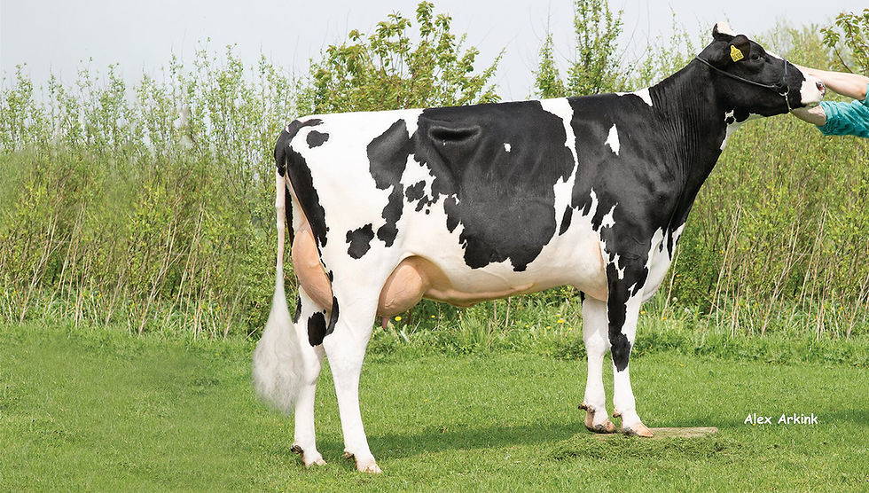 Holstein | Selectecuador